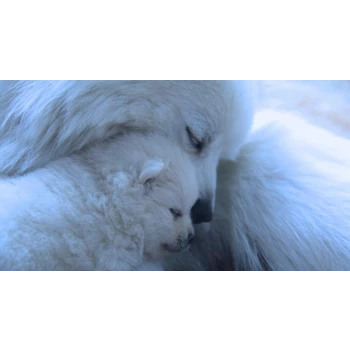 Accueil | Elevage DA VIKEN-chiots d'apparence Spitz